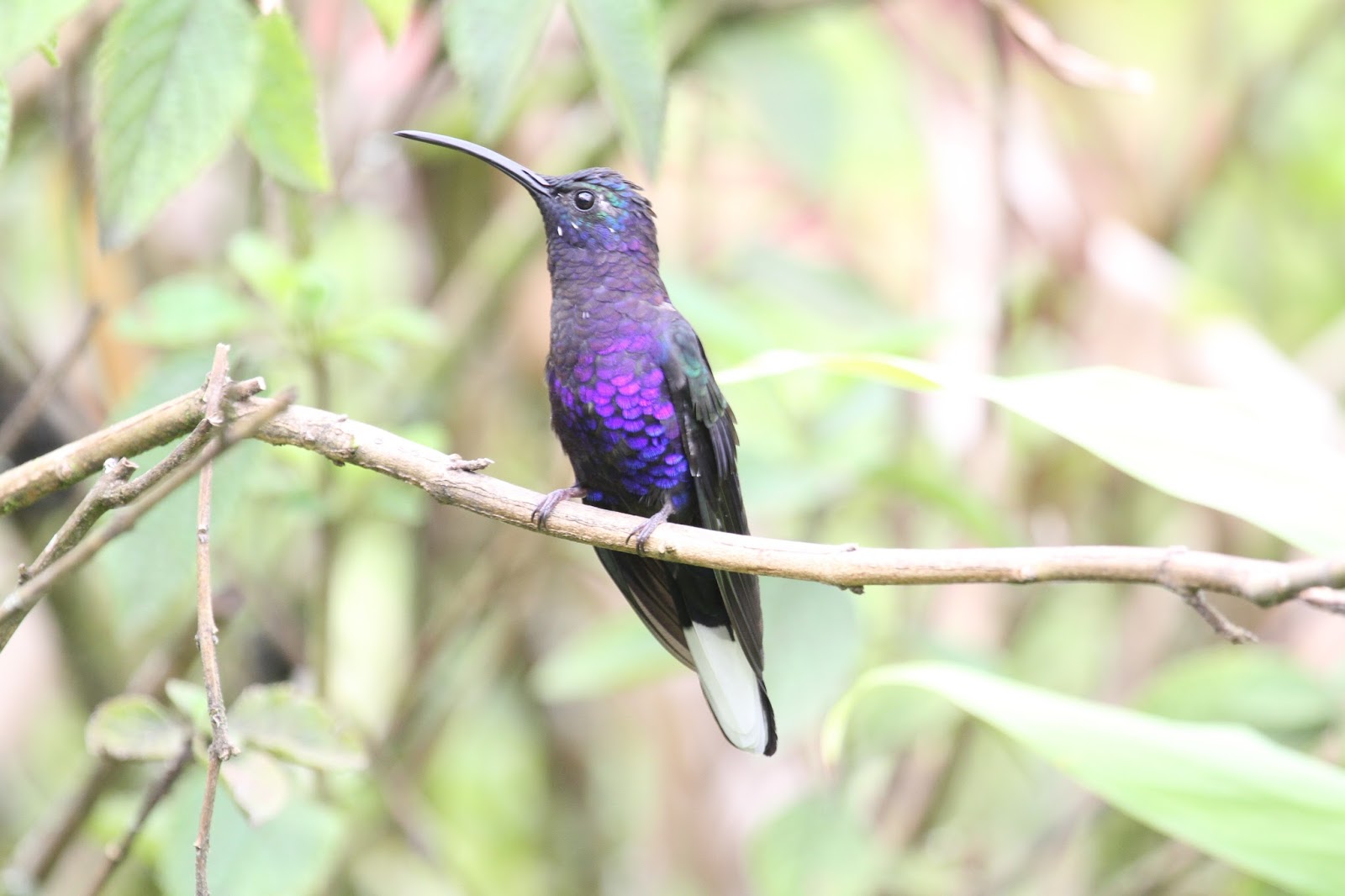 The Baiting Hollow Hummingbird Sanctuary: Largest Hummingbird