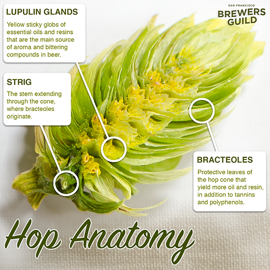 Homebrew Science: Hops Part I, Alpha and Beta-Acids ~ The Buzz ...