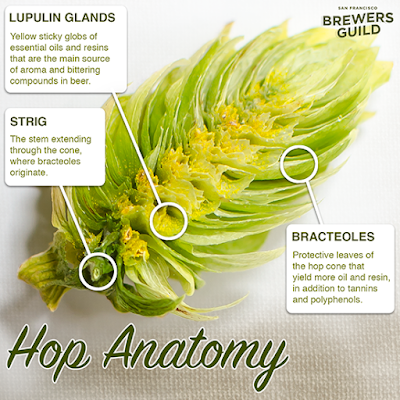Homebrew Science: Hops Part I, Alpha and Beta-Acids ~ The Buzz ...