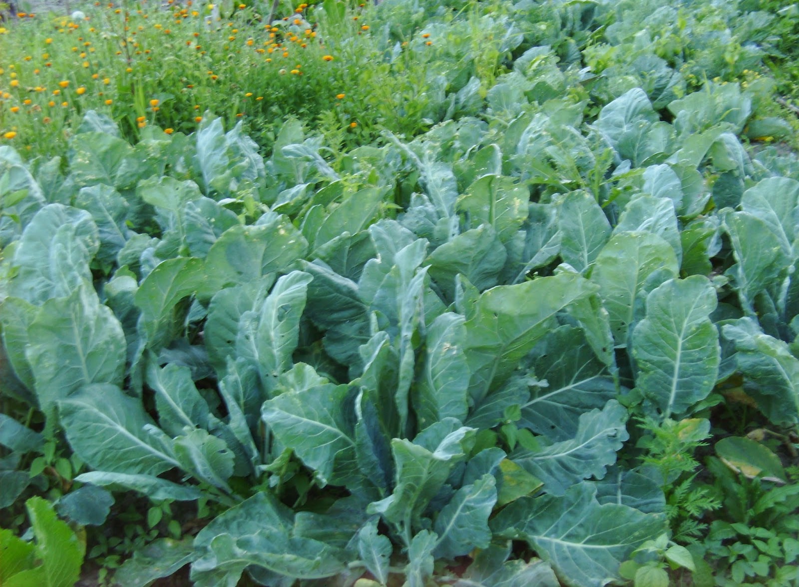 Ferma lu' Moș Ghiță: Gradina cu bune si rele