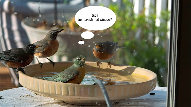 Room Without Walls: Have I been watching too much at the Bird Bath...er ...