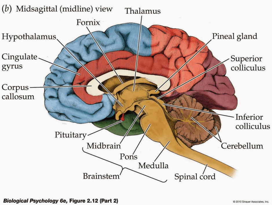 OTAK TENGAH (MIDBRAIN) - Neuron Nazeerah