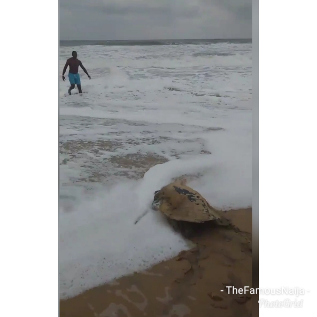 Video: Ladies Rescue Sea Turtle In A Private Beach In Lagos, Send It ...