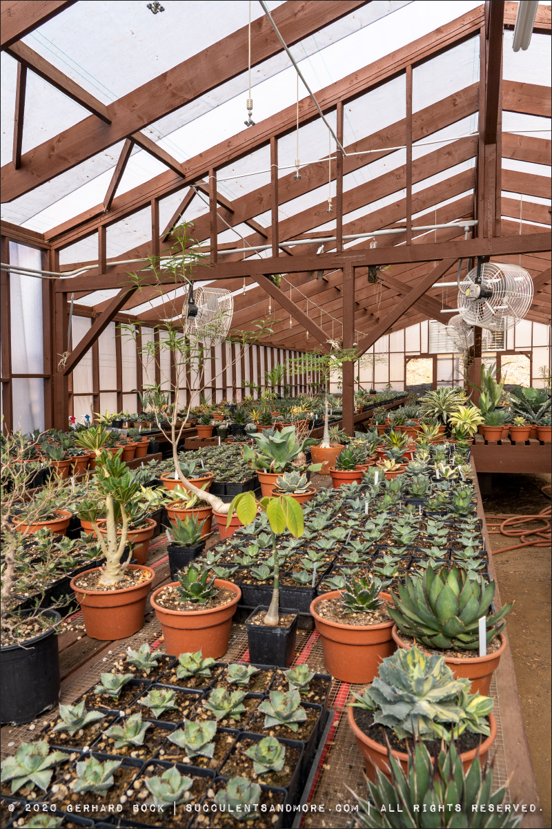 Jeremy Spath's Hidden Agave Ranch: the greenhouse