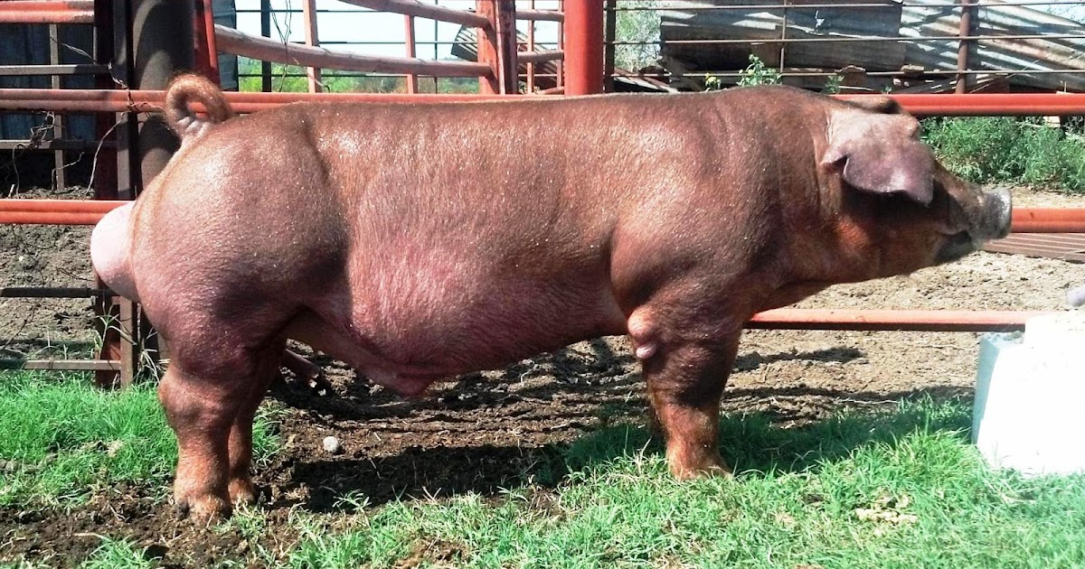 NSR Fieldview: Updated National Barrow Show® Hog College Entries