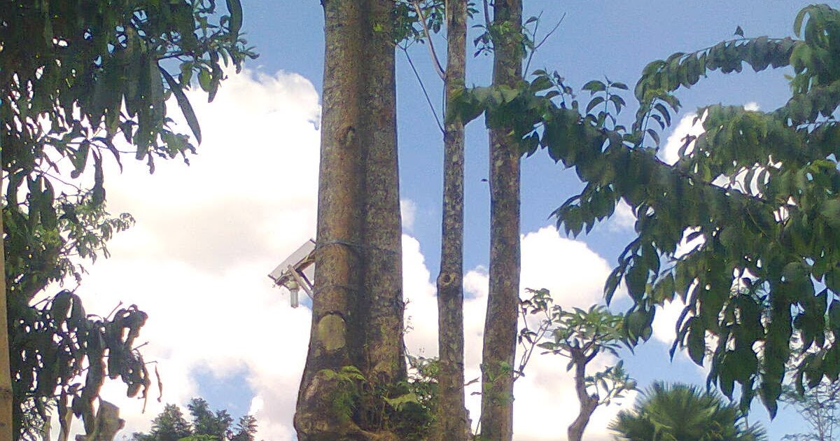 Jual Aneka Pohon: Jual Pohon Pule di Mojokerto