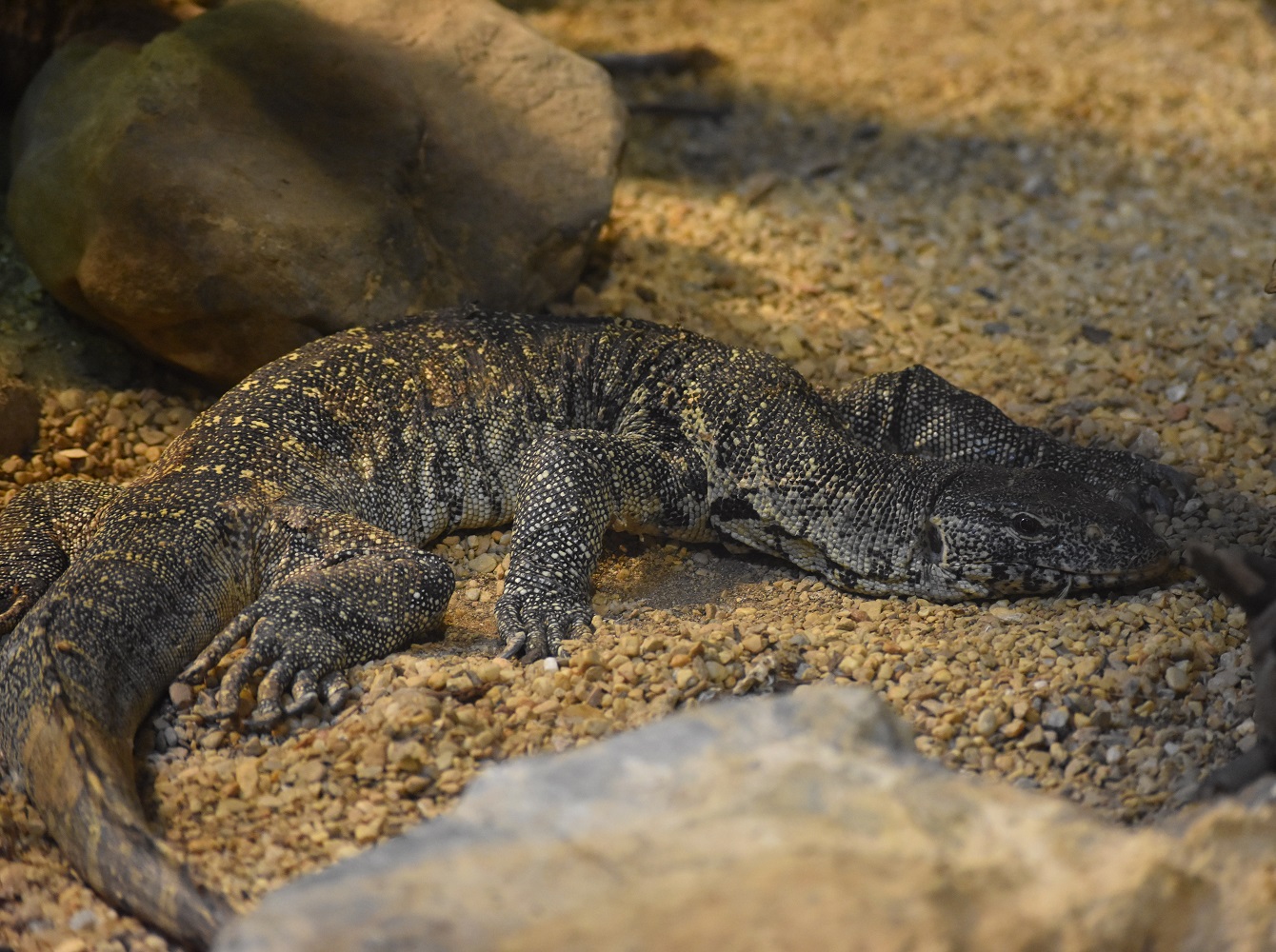 ZOOTOGRAFIANDO (6.096 ANIMALS): VARANO DEL NILO / NILE MONITOR (Varanus ...