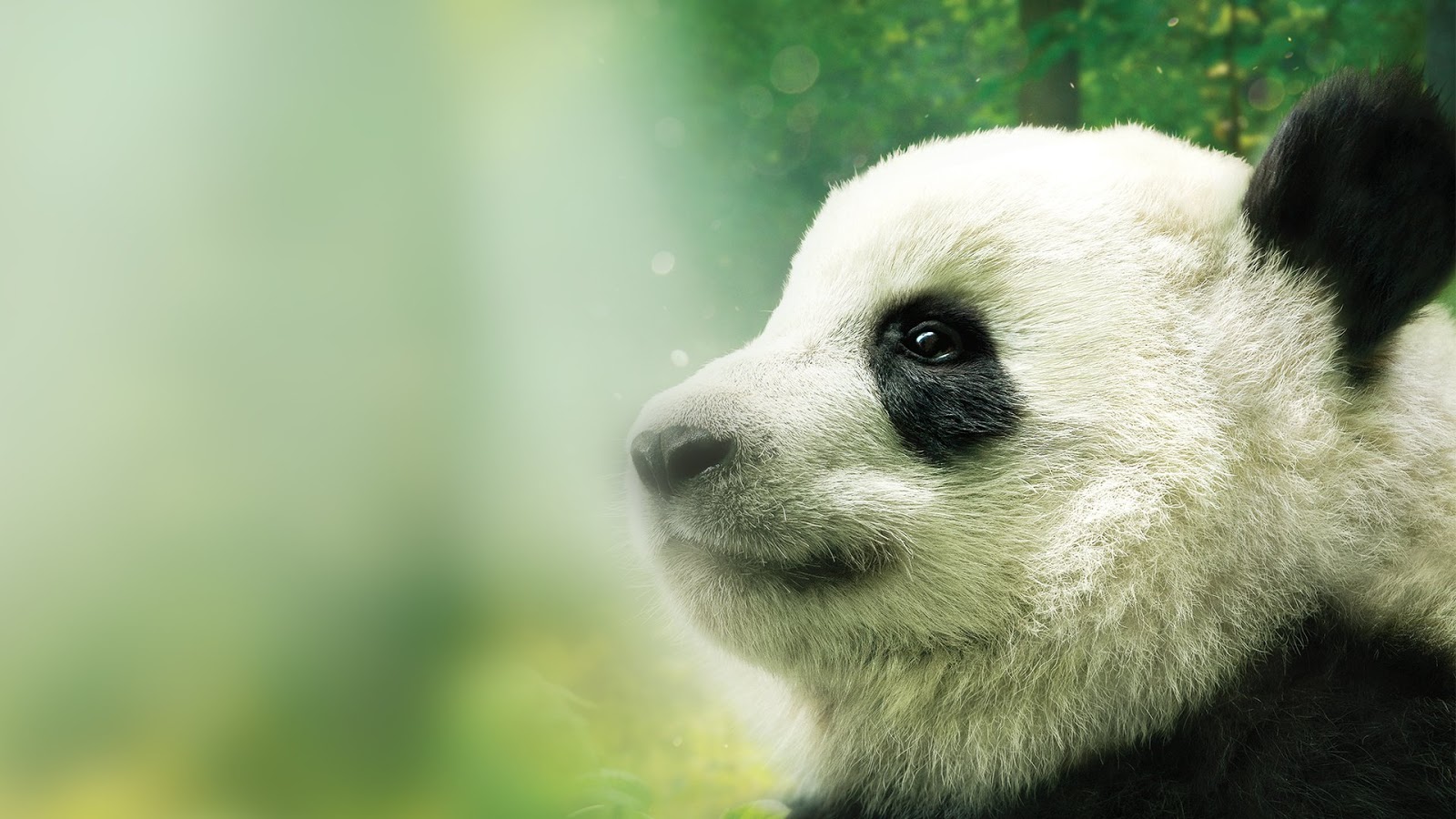 ANIMALS TIME : Panda (Gallery 8)