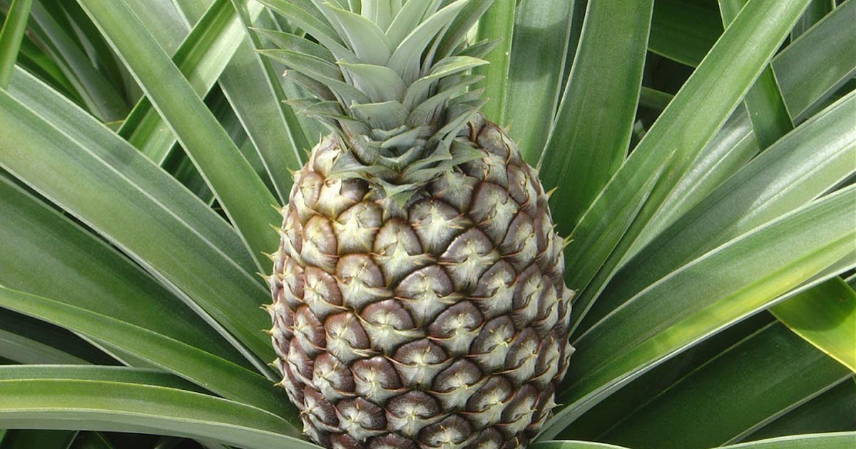 UNIDOS PELA PRESERVAÇÃO: SOBRE O ABACAXI