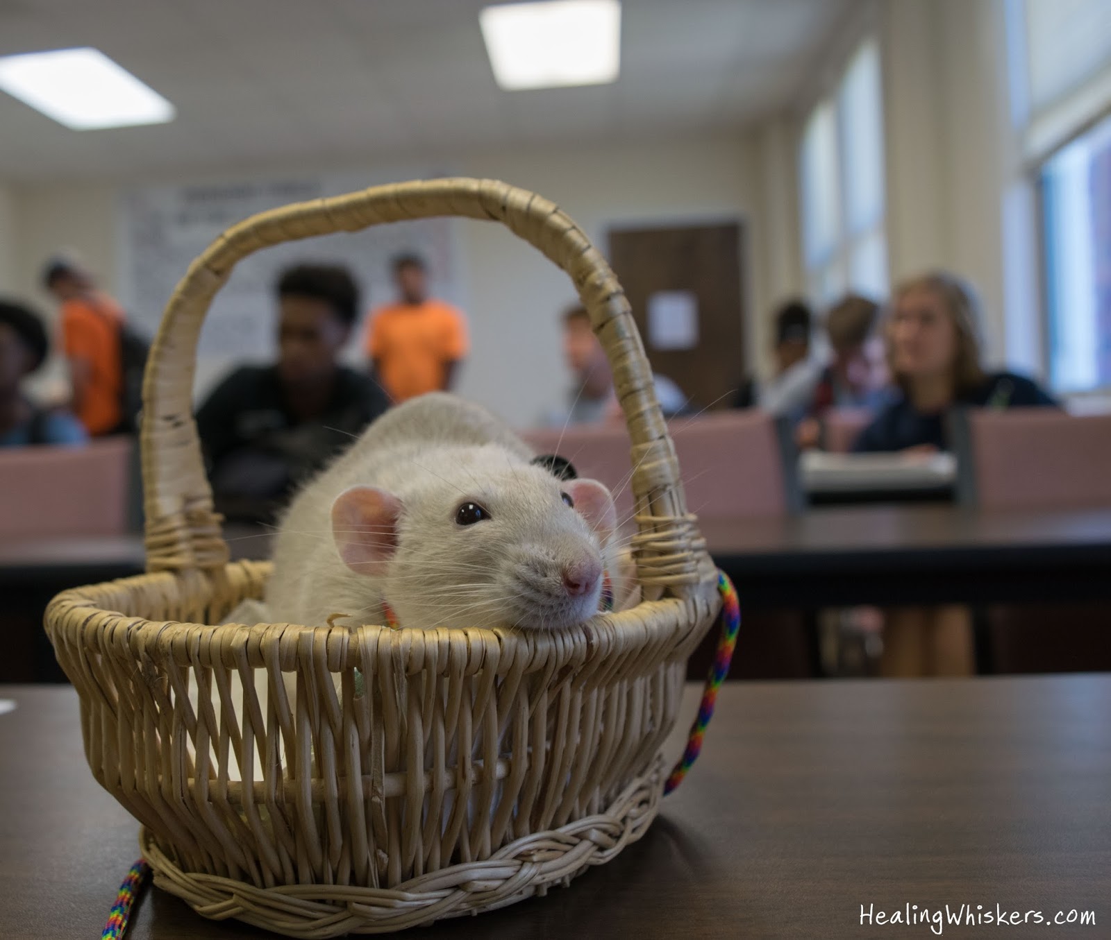 Healing Whiskers: Life of a Therapy Rat: Fall 2017
