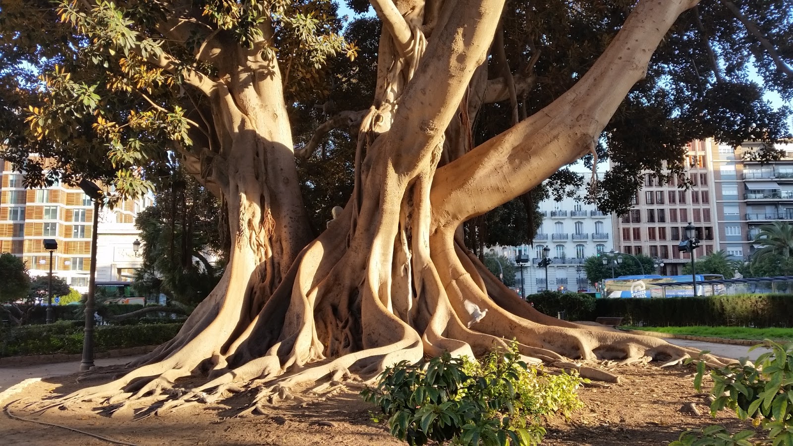 Cosas mias: Los ficus de Valencia
