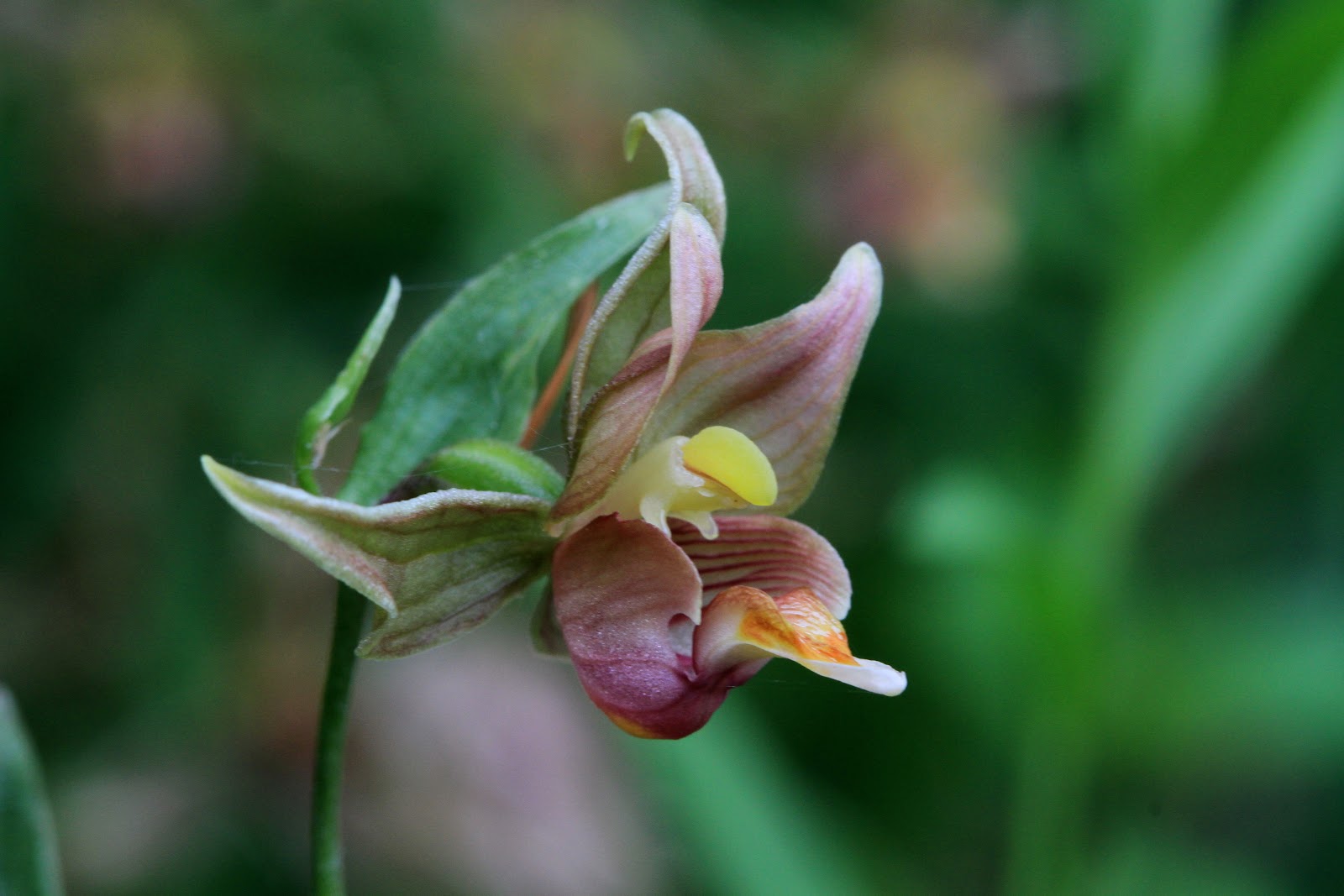 Native Orchids of the Pacific Northwest and the Canadian Rockies ...