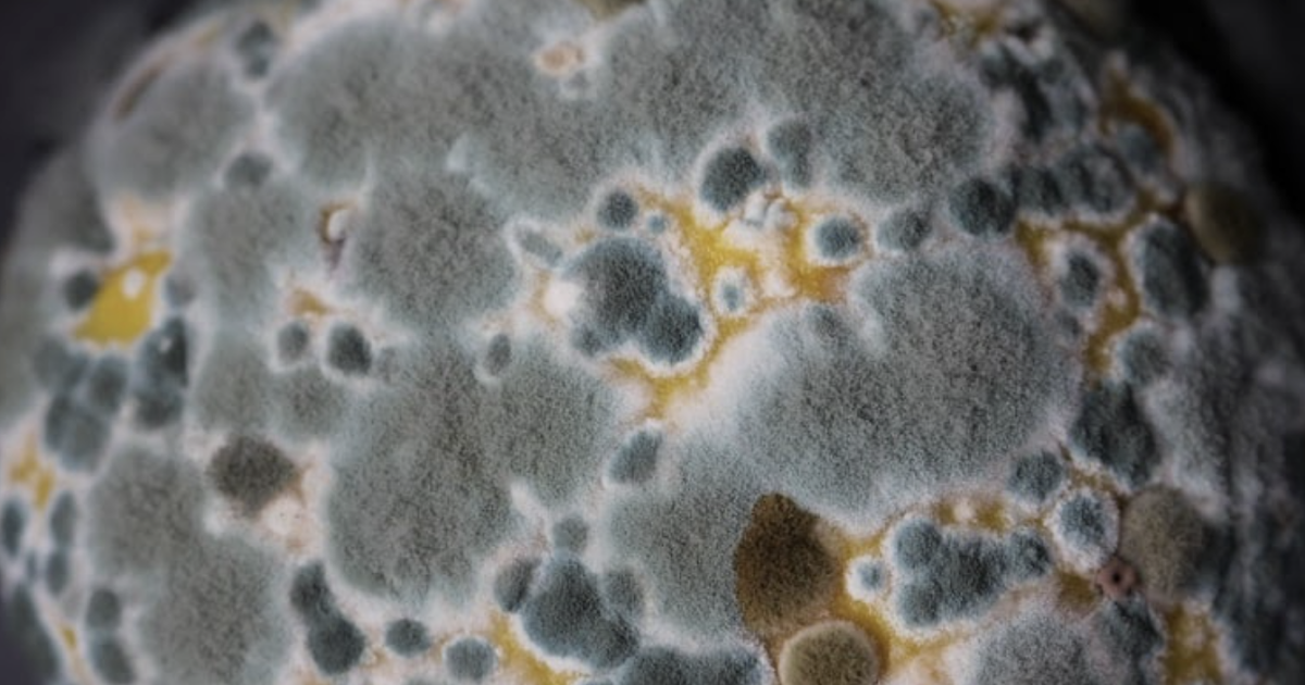 ASAP Environmental, Inc.: The Life Cycle of Mold Growth