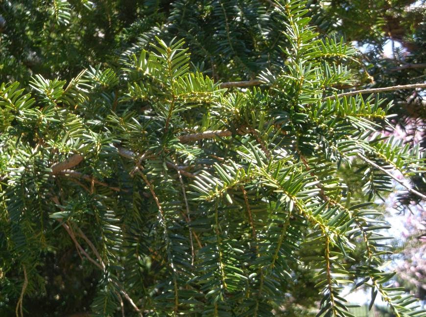 Future Plants by Randy Stewart: Yews - The Taxus Family
