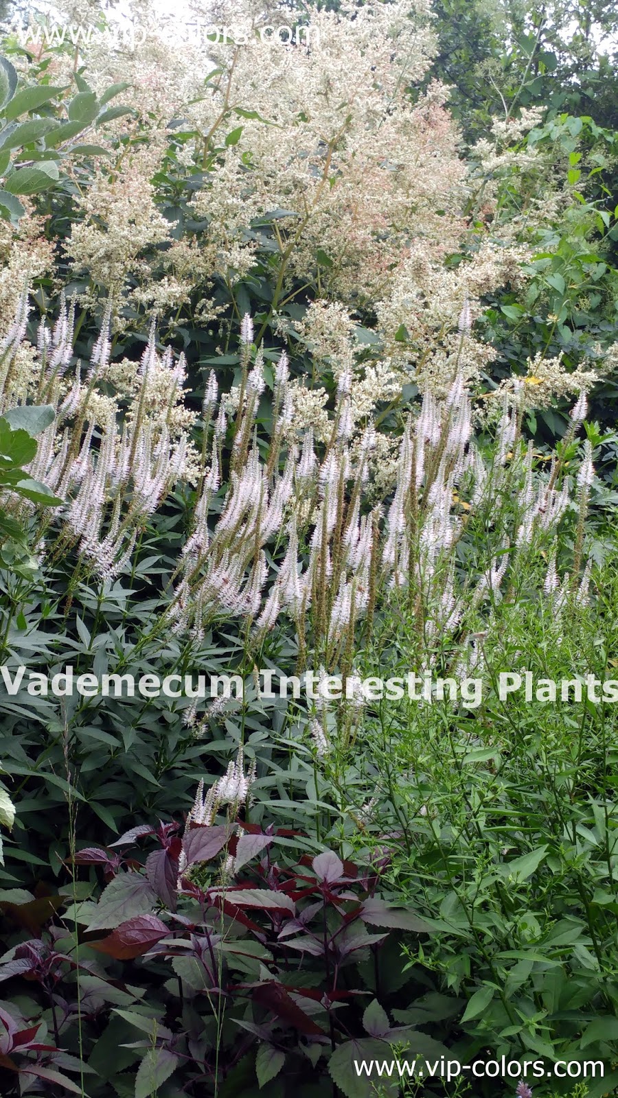 Vademecum Interesting Plants: Polygonum polymorphum - Persikaria ...