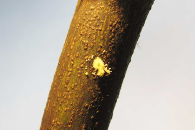 山口県の自然史: 桑やイチジクの木に誘われるキボシカミキリの生態，下関市（ Yellow-spotted Longicorn beetles ...