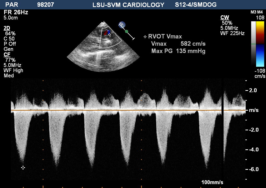 Infocardiovet: La stenosi polmonare del cane - quarta parte