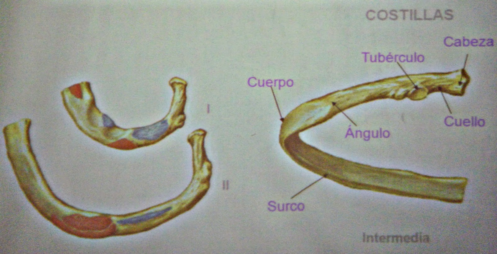 AMIGOS PARA SIEMPRE: Apuntes de anatomía humana general