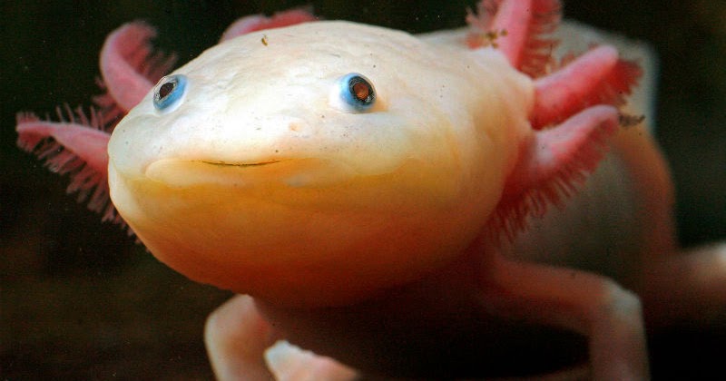 La leyenda del ajolote y la creación del quinto sol mexica