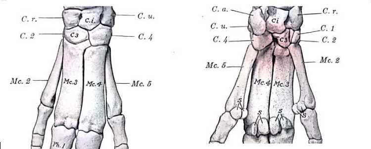 Bones of Metacarpus | Gross Anatomy | Anjani Mishra