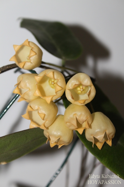 Hoyapassion: Hoje opisane na blogu