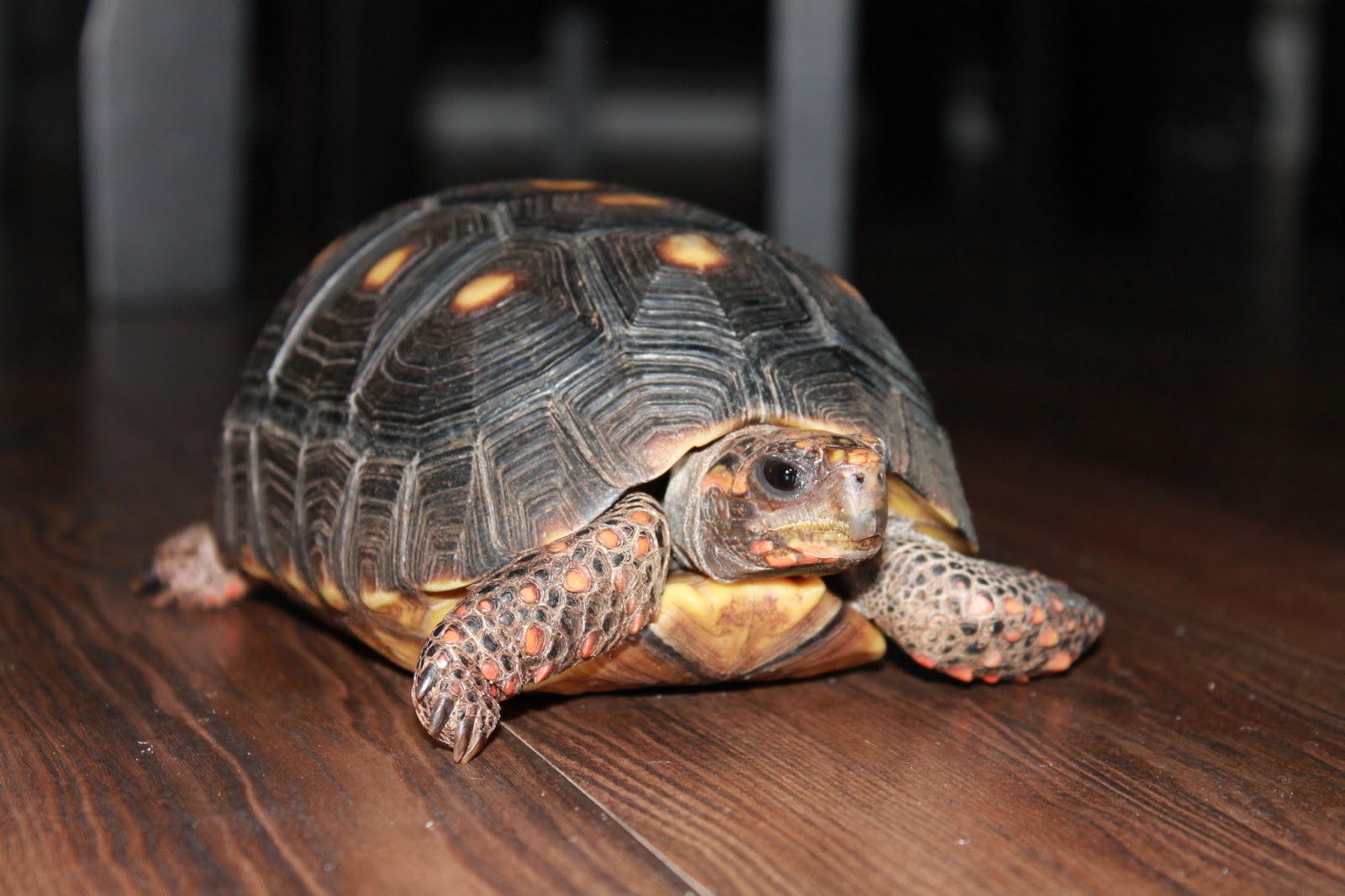 Creatively Quirky at Home: Meet Tippy our Red Footed Tortoise Two Story ...