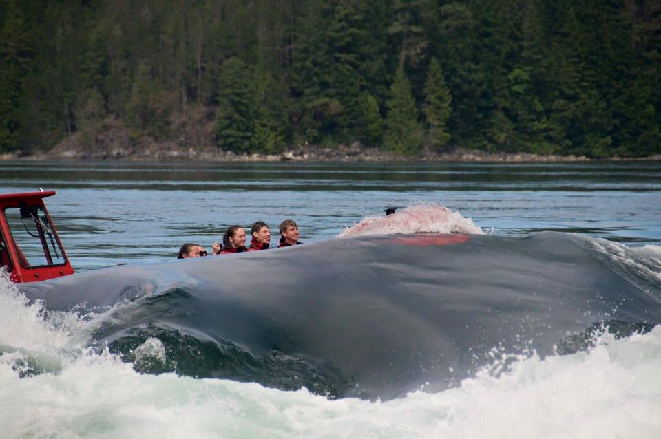 Campbell River Whale Watching and Adventure Tours: BOOK AN OCEAN RAPIDS ...