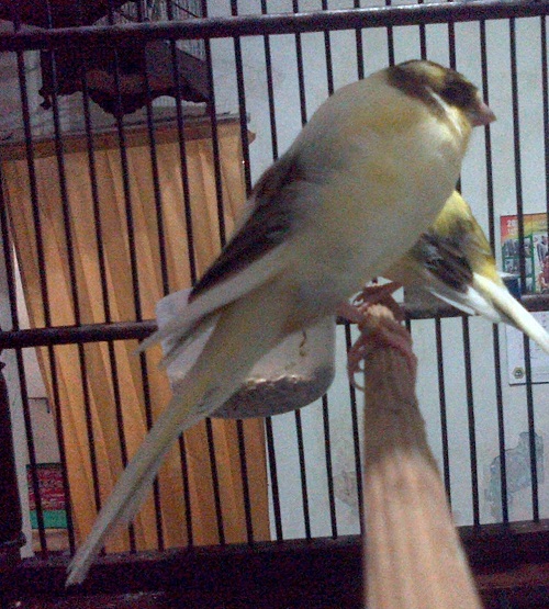 Perbedaan Dan Ciri-Ciri Kenari Af, Afs, F1, F2, Dan F3 - TEAM KICAU