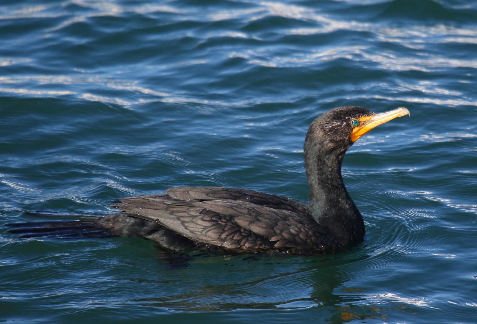 Double-crested Cormorant in San Diego Bay - Greg in San Diego