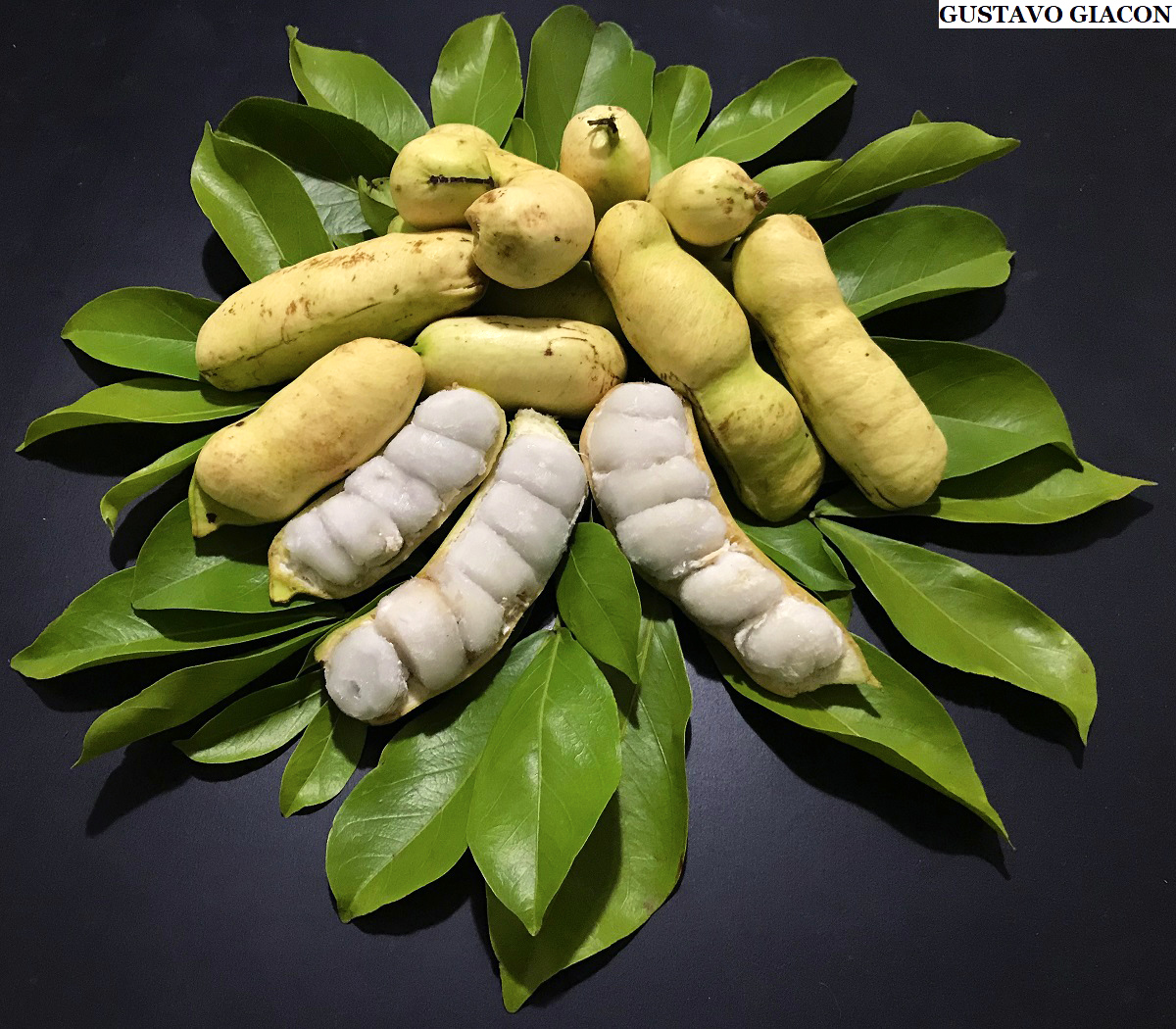 Viveiro Ciprest - Plantas Nativas e Exóticas: Ingá Mirim ( Inga laurina )