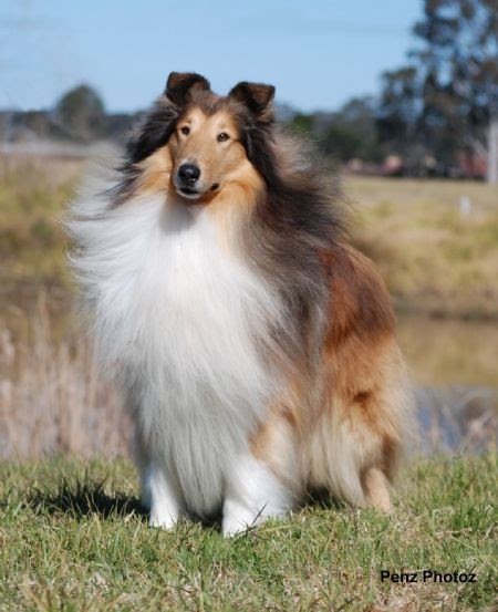 Saved by dogs: Lassie was average - for a Collie