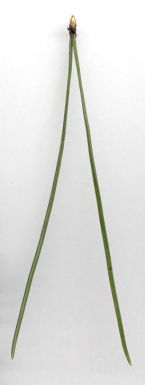 Hoja acicular (acicularis) - Botánica integra