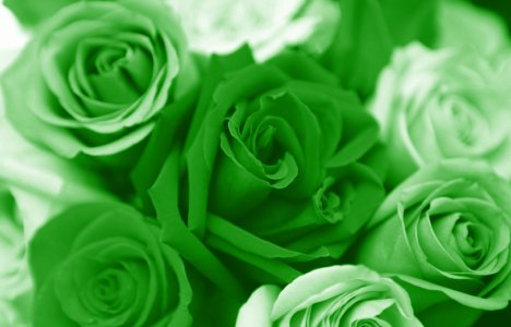 Green Rose flowers flowers