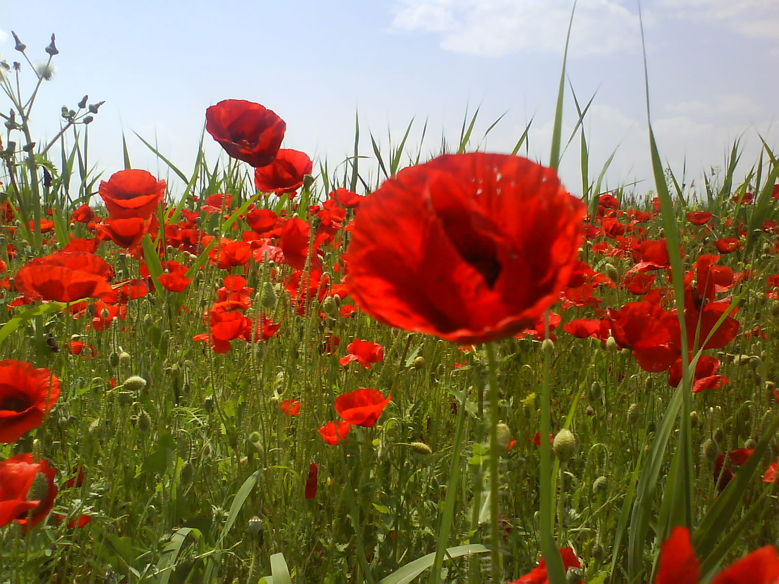 Cutiuta cu iluzii: Primavara in sufletul nostru