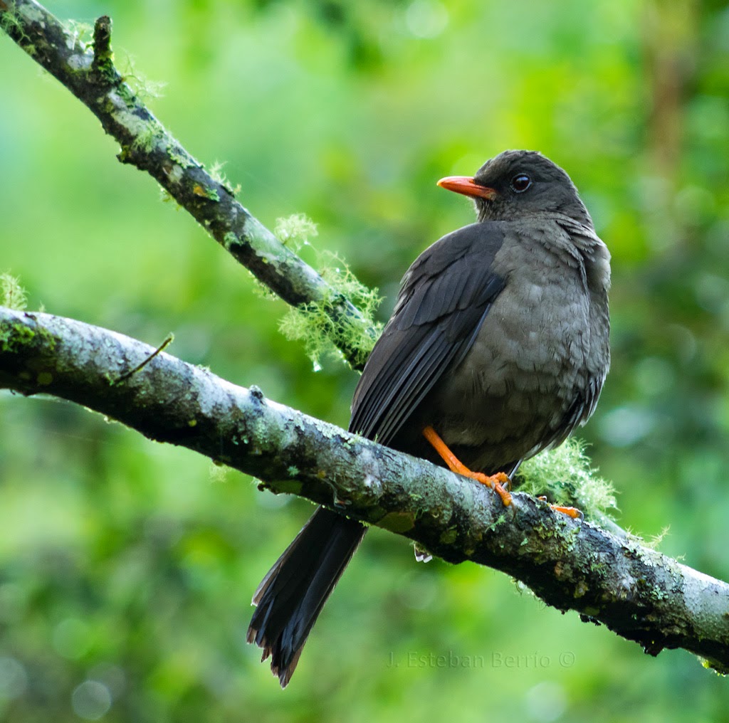 Aves de Colombia: Mirla Común / Turdus fuscater / Great Thrush