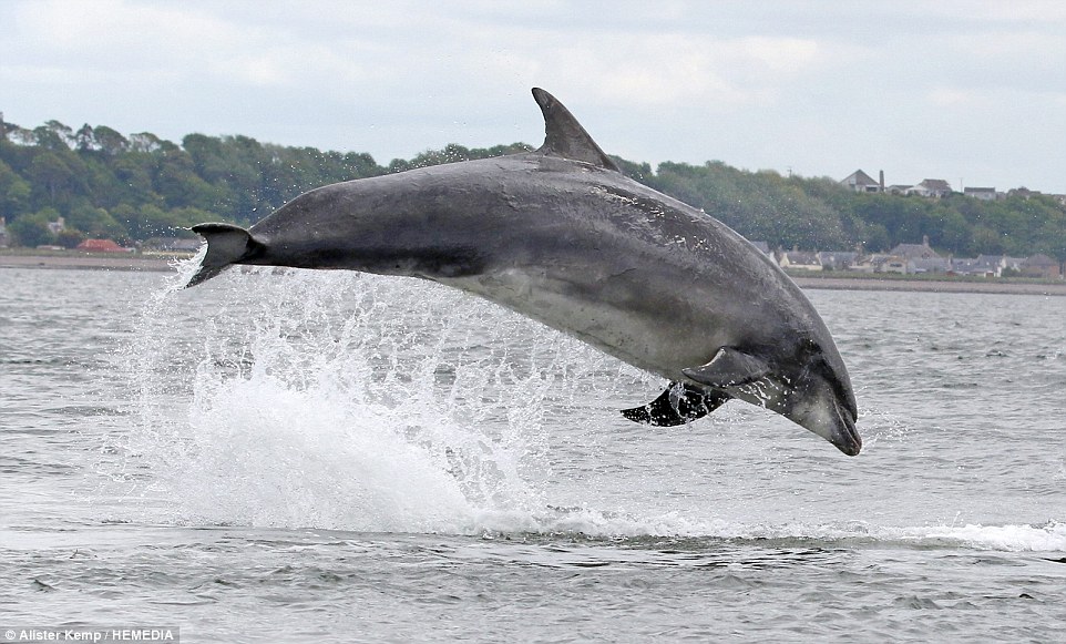 La felicidad de los Delfines saltando y jugando en libertad en hermosas ...