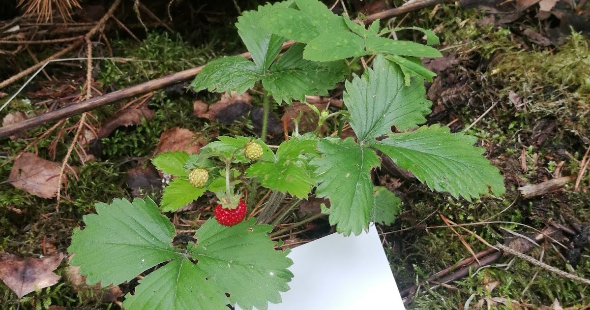 Kasvikansio 2018: AHOMANSIKKA