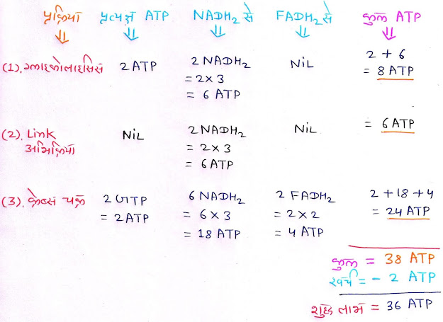 Respiration: Glycolysis, TCA Cycle and ETS