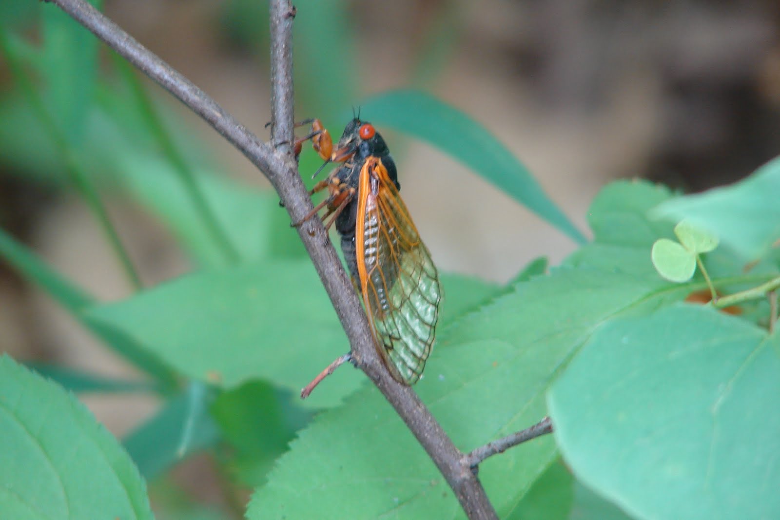 Our Life in Illinois: Insects