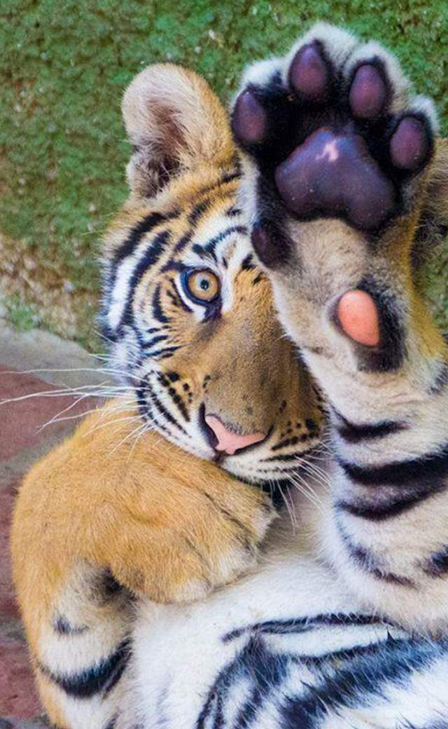 Funny animals of the week - 24 February 2017 (40 pics) | Amazing Creatures