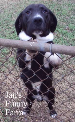 Jans Funny Farm: Brothers, Luke and Marcus