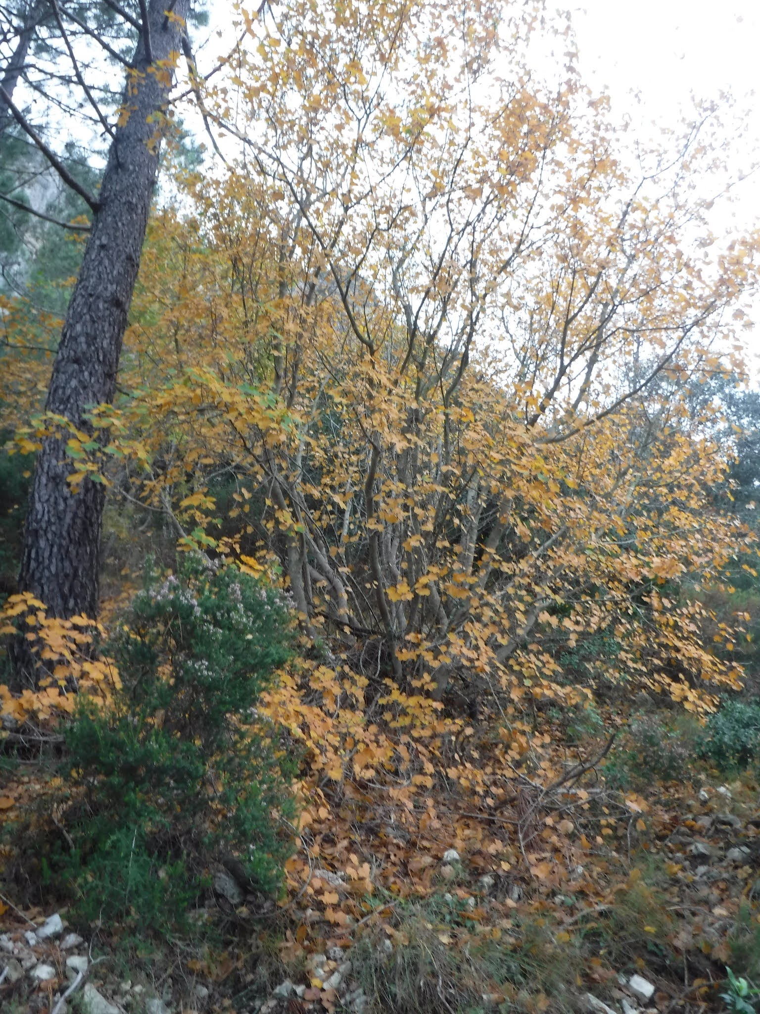 LA PENYA: 14/11/2020 Font de la Drova (Barx) - Marjaleta del Pi ...