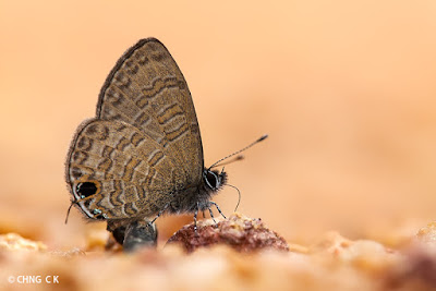 Butterflies of Singapore: Nov 15, 2020