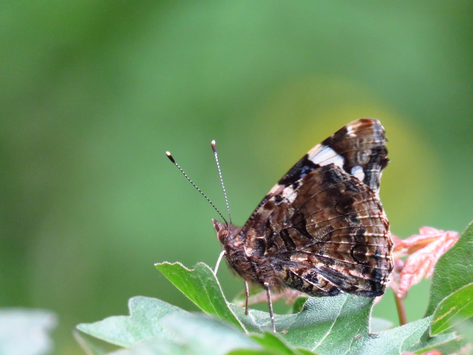 BugBlog: The patrolling Red Admiral
