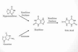 DeepInMedicine: purine metabolism