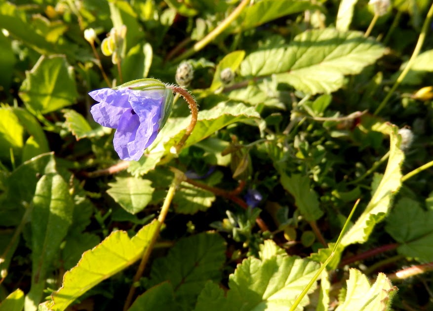 Flore de Crète: Erodium gruinum - Bec-de-grue