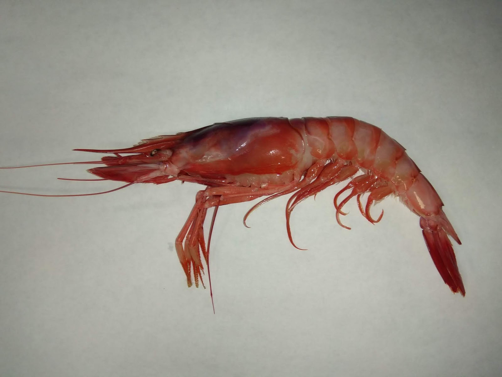 PEIXOS MARISCOS: LA GAMBA LLISTADA