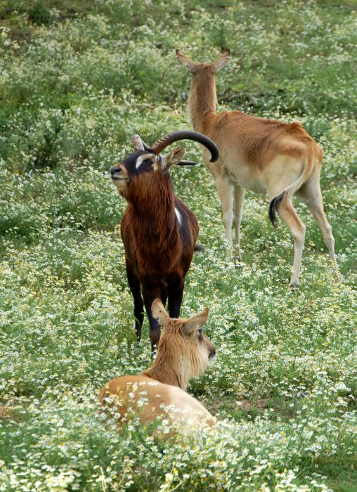 Nile Lechwe