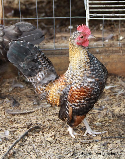 ornamental ~ old english game | BackYard Chickens - Learn How to Raise ...