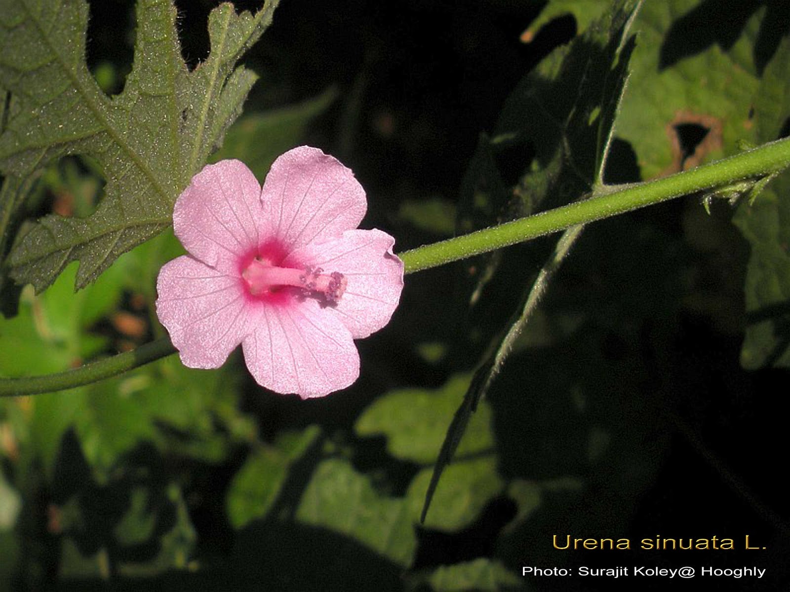 Medicinal Plants: Urena sinuata Aatibala Bachita Peddabenda Uram